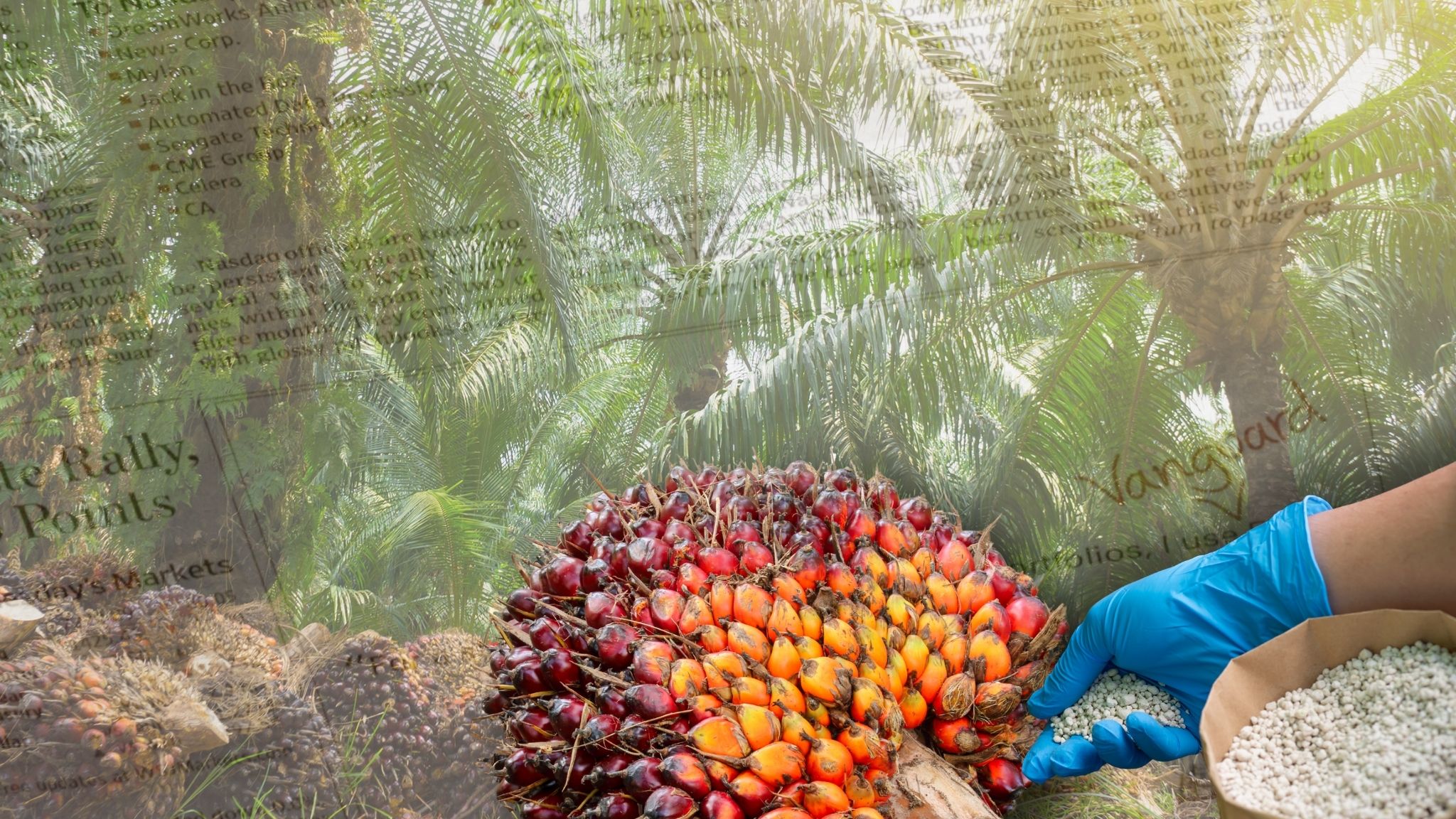 Jenis Baja Kelapa Sawit & Kegunaannya untuk Hasil Optimum